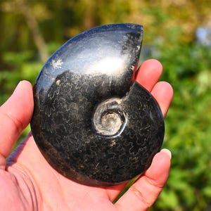 180g Natural Black Ammonite Fossil,ammonite Collectible,home Decor ...