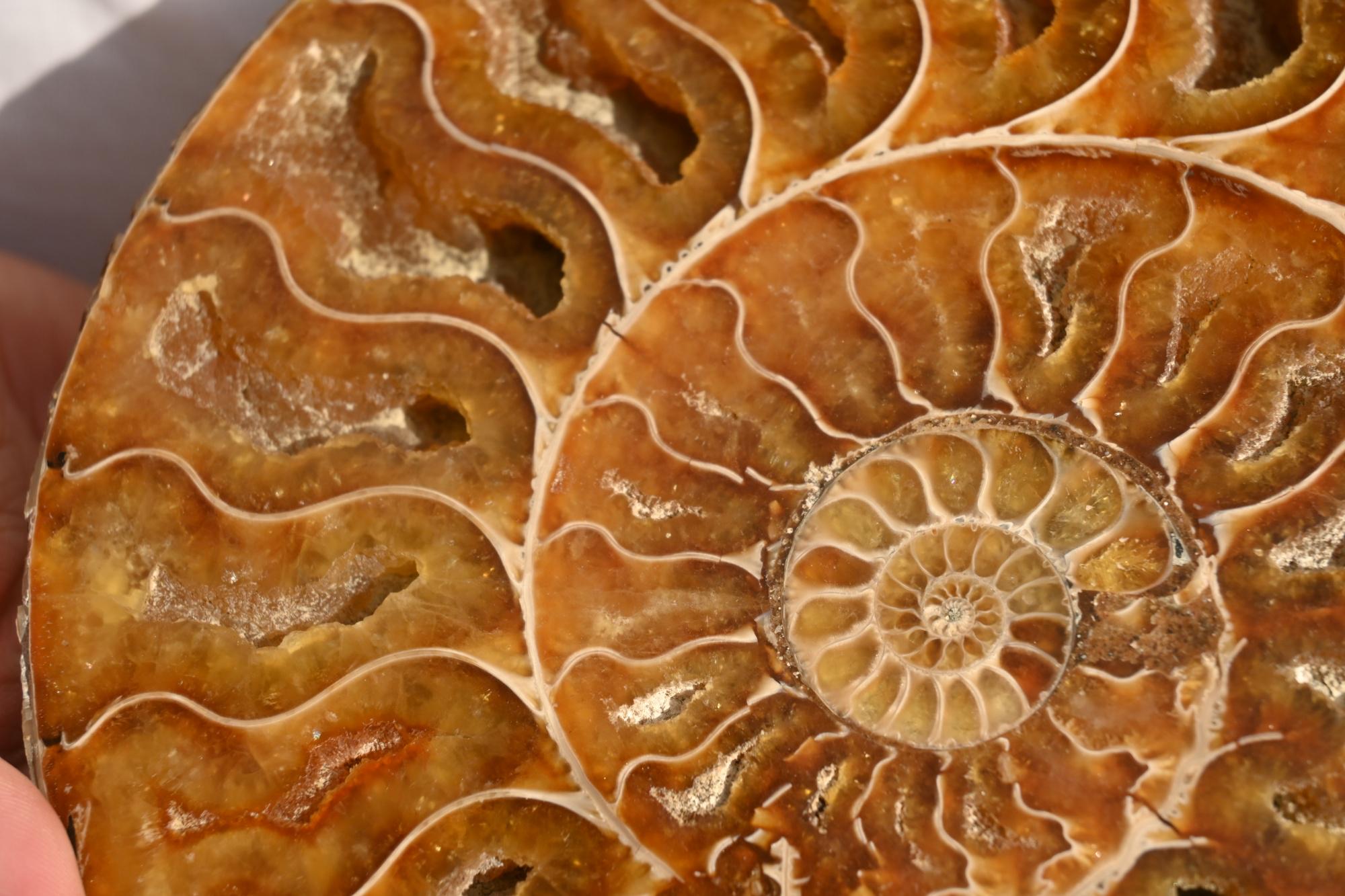 Natural Ammonite Fossil, Spiral Shell Specimen, Reiki Healing Decor - Etsy