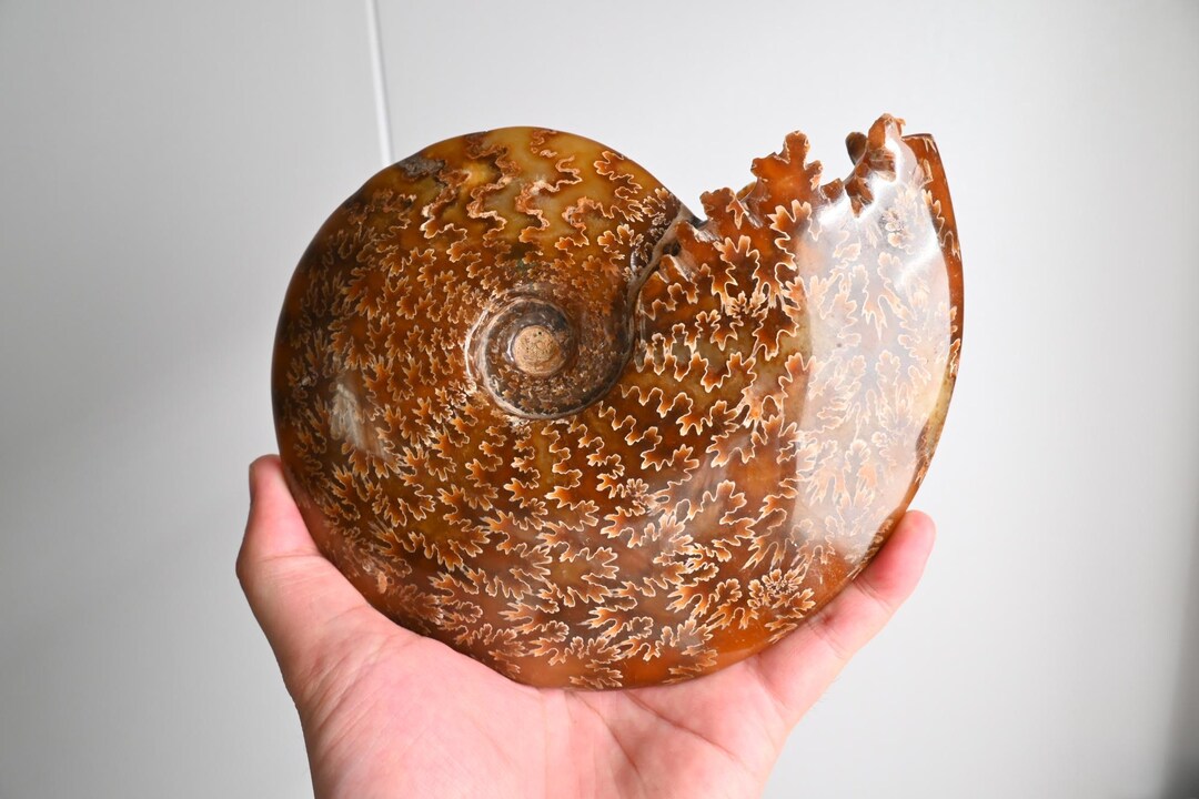 2.09lb Natural Ammonite Fossils,crystal Ammonite,ammonite Home Decor ...