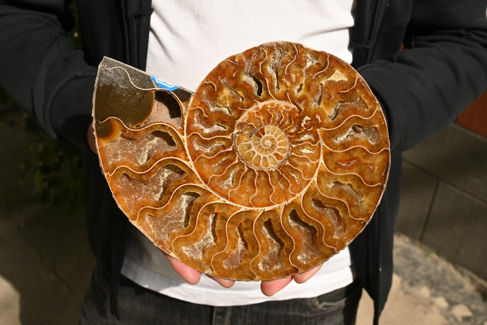 Natural Ammonite Fossil, Spiral Shell Specimen, Reiki Healing Decor - Etsy