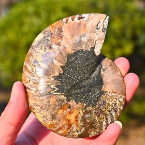 A Pair Natural Ammonite Fossil,ammonite Collectible,home Decor,ammonite ...