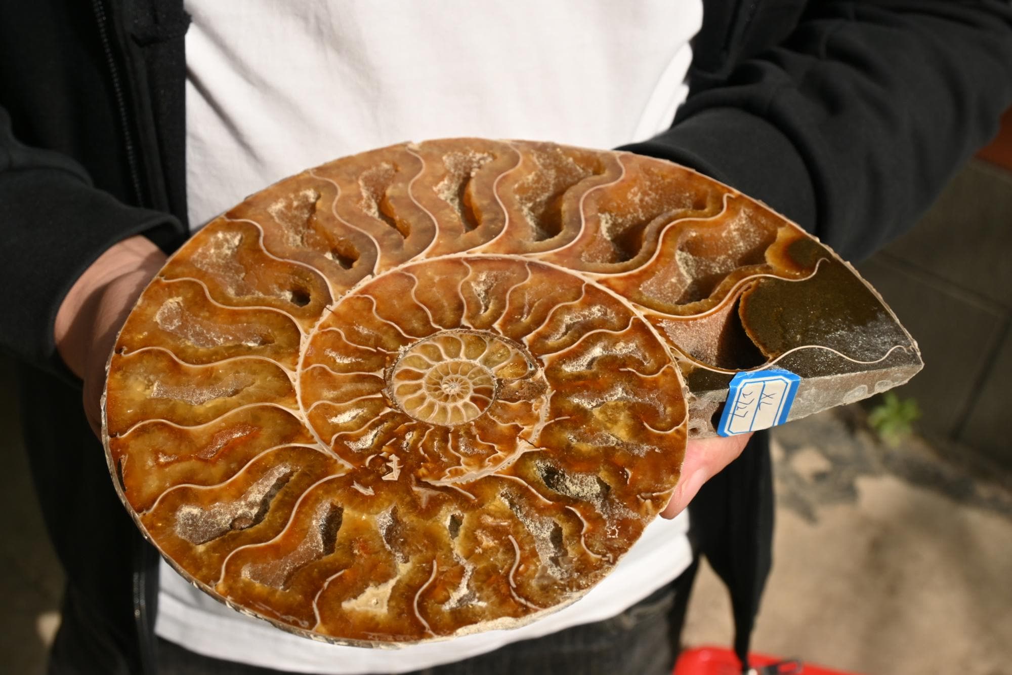 Natural Ammonite Fossil, Spiral Shell Specimen, Reiki Healing Decor - Etsy