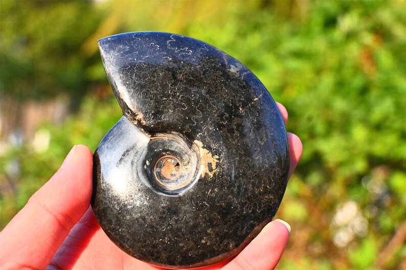 180g Natural Black Ammonite Fossil,ammonite Collectible,home Decor ...