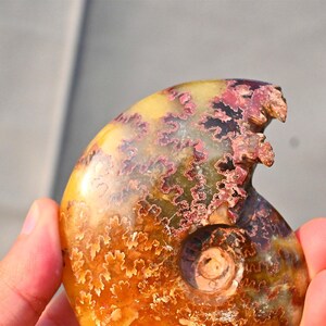 150g Natural Ammonite Fossil,ammonite Collectible,home Decor,ammonite ...
