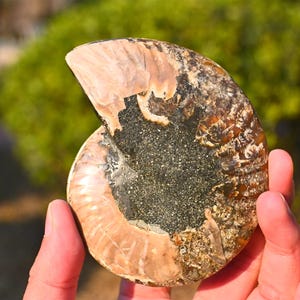 A Pair Natural Ammonite Fossil,ammonite Collectible,home Decor,ammonite ...