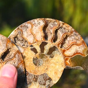 A Pair Natural Ammonite Fossil,ammonite Collectible,home Decor,ammonite ...