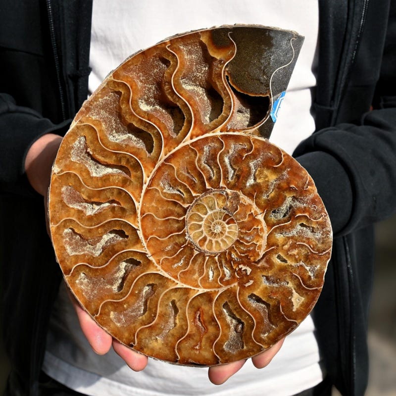 Large Ammonite Cut - Etsy UK