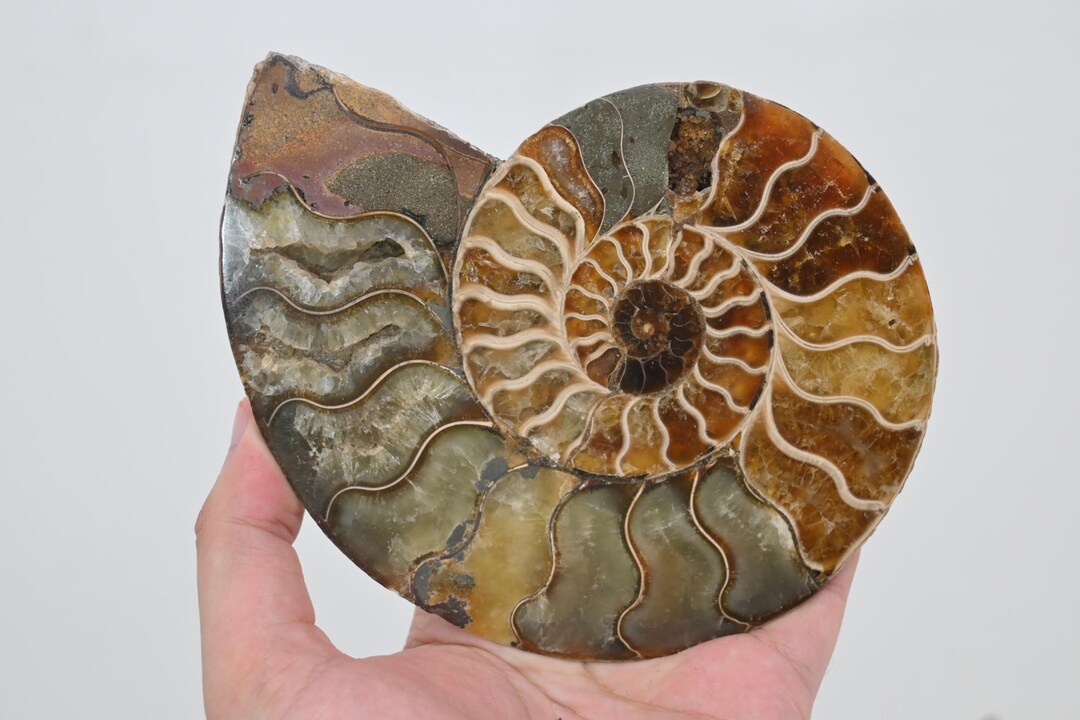 0.74lb Natural Ammonite Fossils,crystal Ammonite,ammonite Home Decor ...
