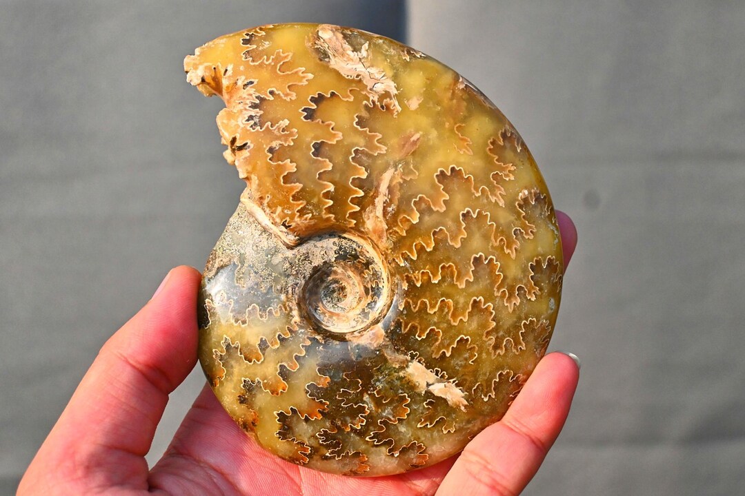 0.68lb Ammonite Fossil,ammonite Collectible,home Decor,ammonite Gift ...