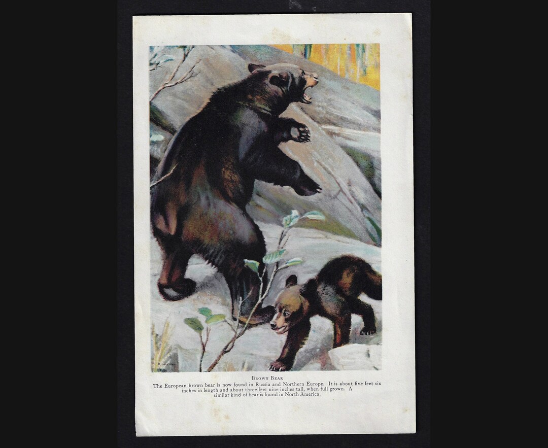 Vintage 1960s EUROPEAN BROWN BEAR and Cub Wildlife Art Print Louis F ...