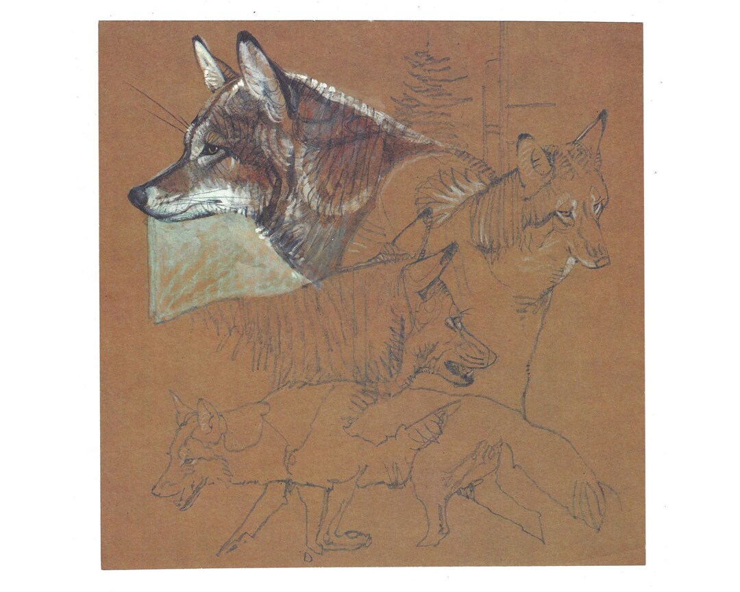 Vintage COYOTE Wildlife Art Print by Artist Dennis Anderson 1976 ...