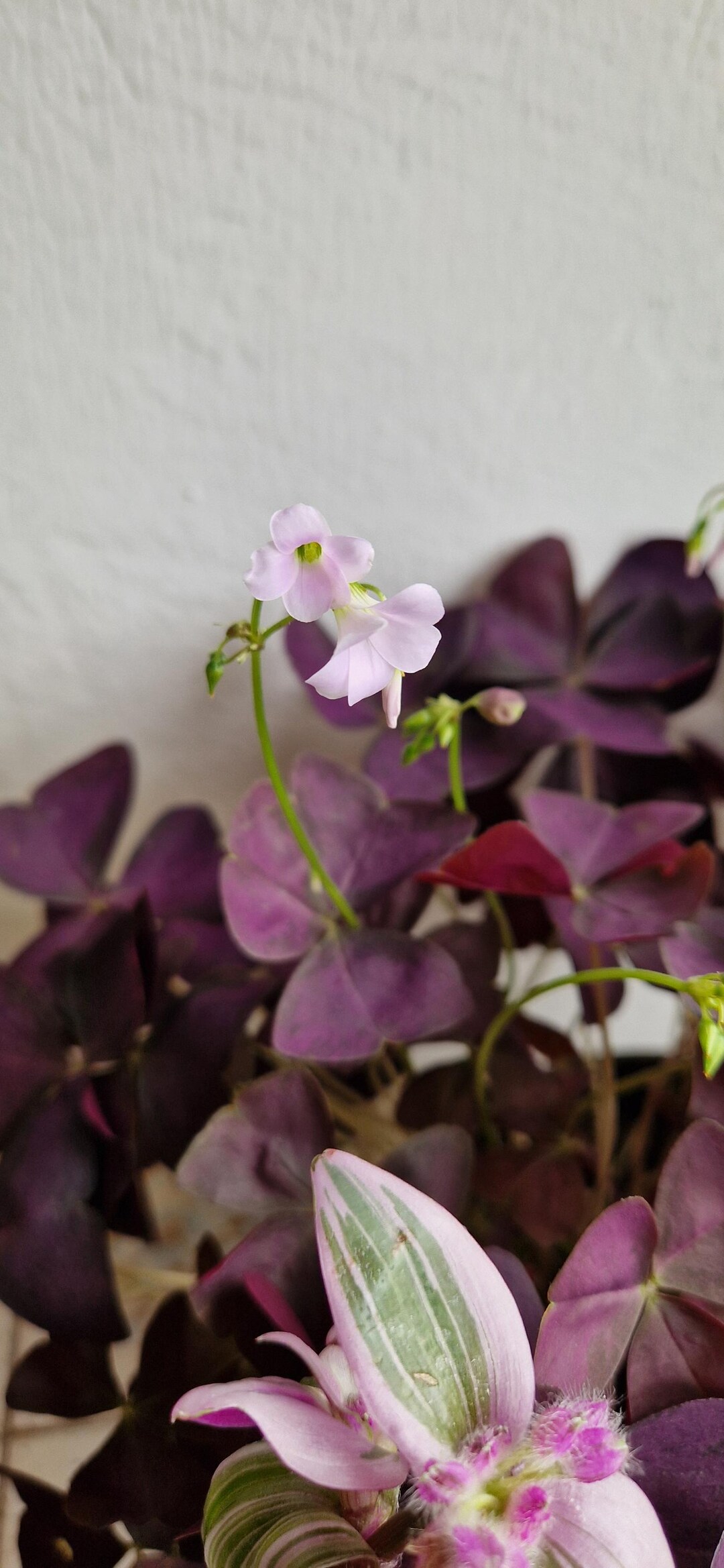 Butterfly Plant Oxalis Ikigai Houseplant "reason for Being Plant" - Etsy UK