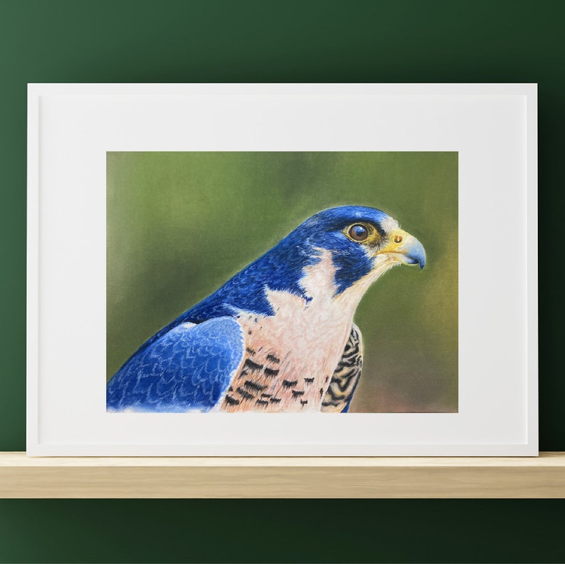 Peregrine Falcon Print by Tim Freer Art Print Falcon Painting Framed ...