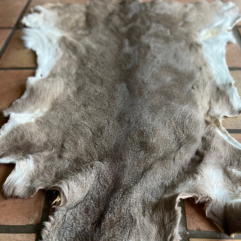 Whitetail Deer Hide - Etsy