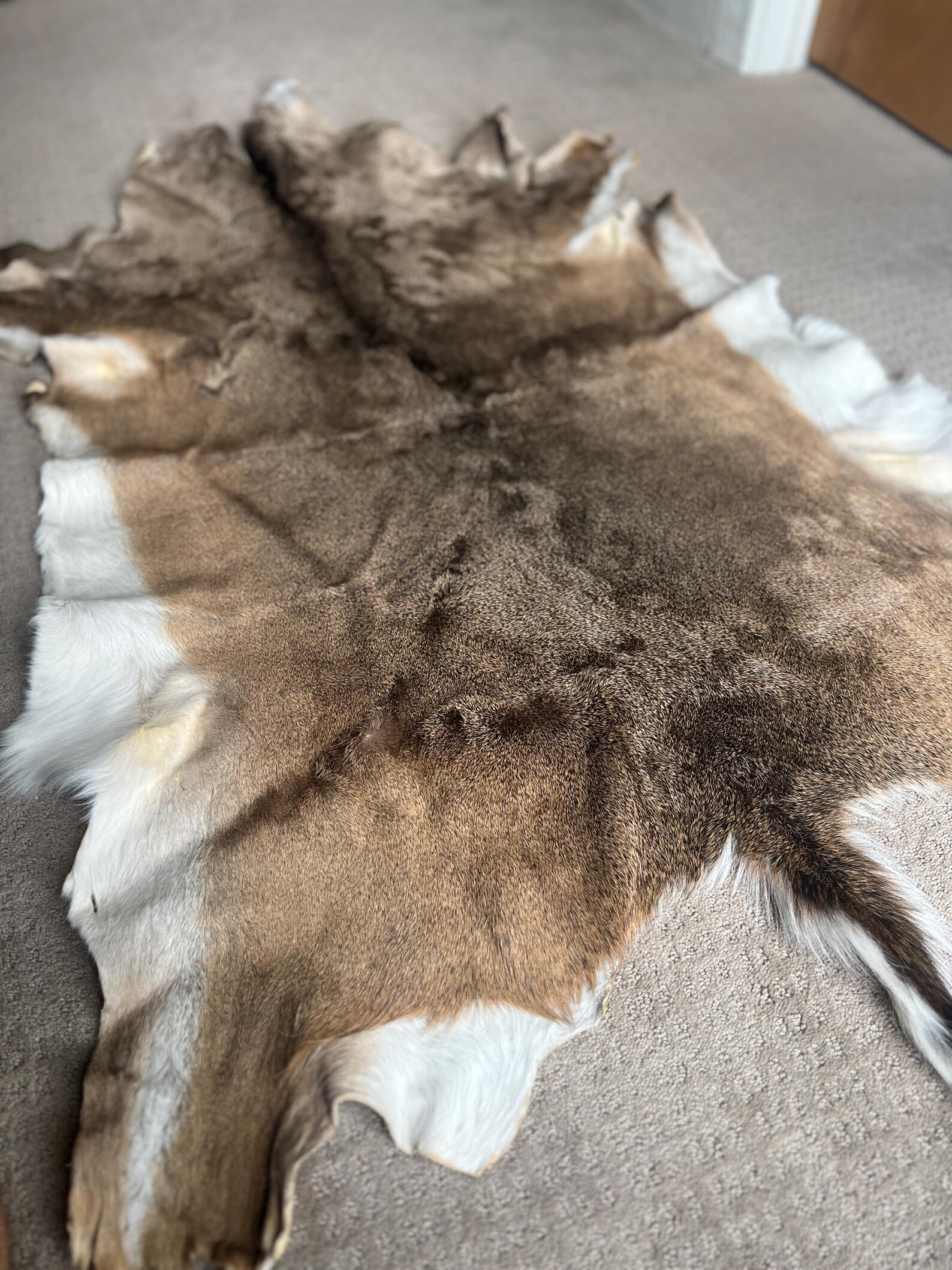 Tanned Whitetail Deer Hide, Native and Wild - Etsy