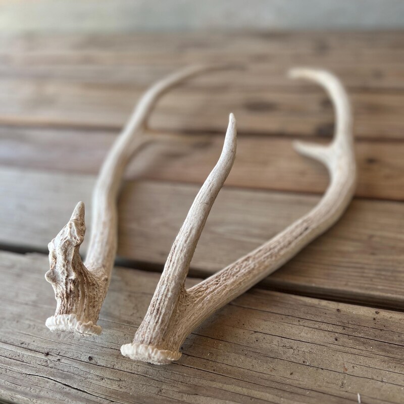 Axis Deer Antler - Etsy