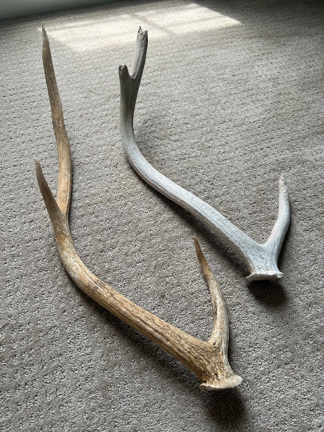 Lot of Axis Deer Antlers, Animal Bone - Etsy