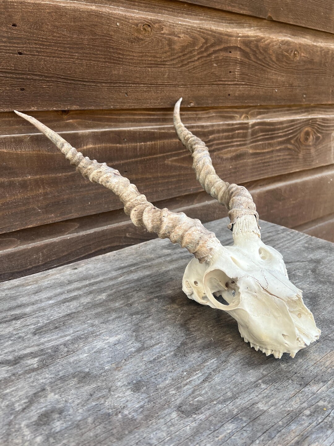 Blackbuck Antelope Skull, Animal Bone - Etsy