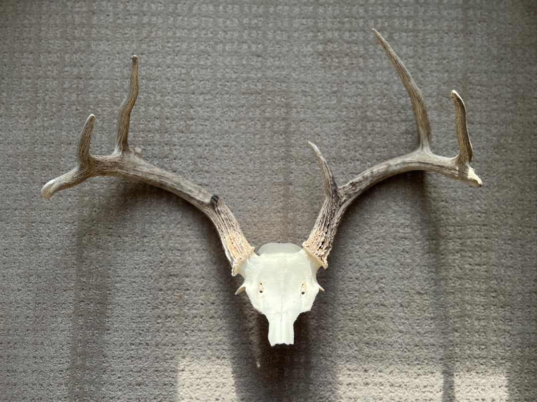 Buck Whitetail Deer Antlers, Animal Bone - Etsy