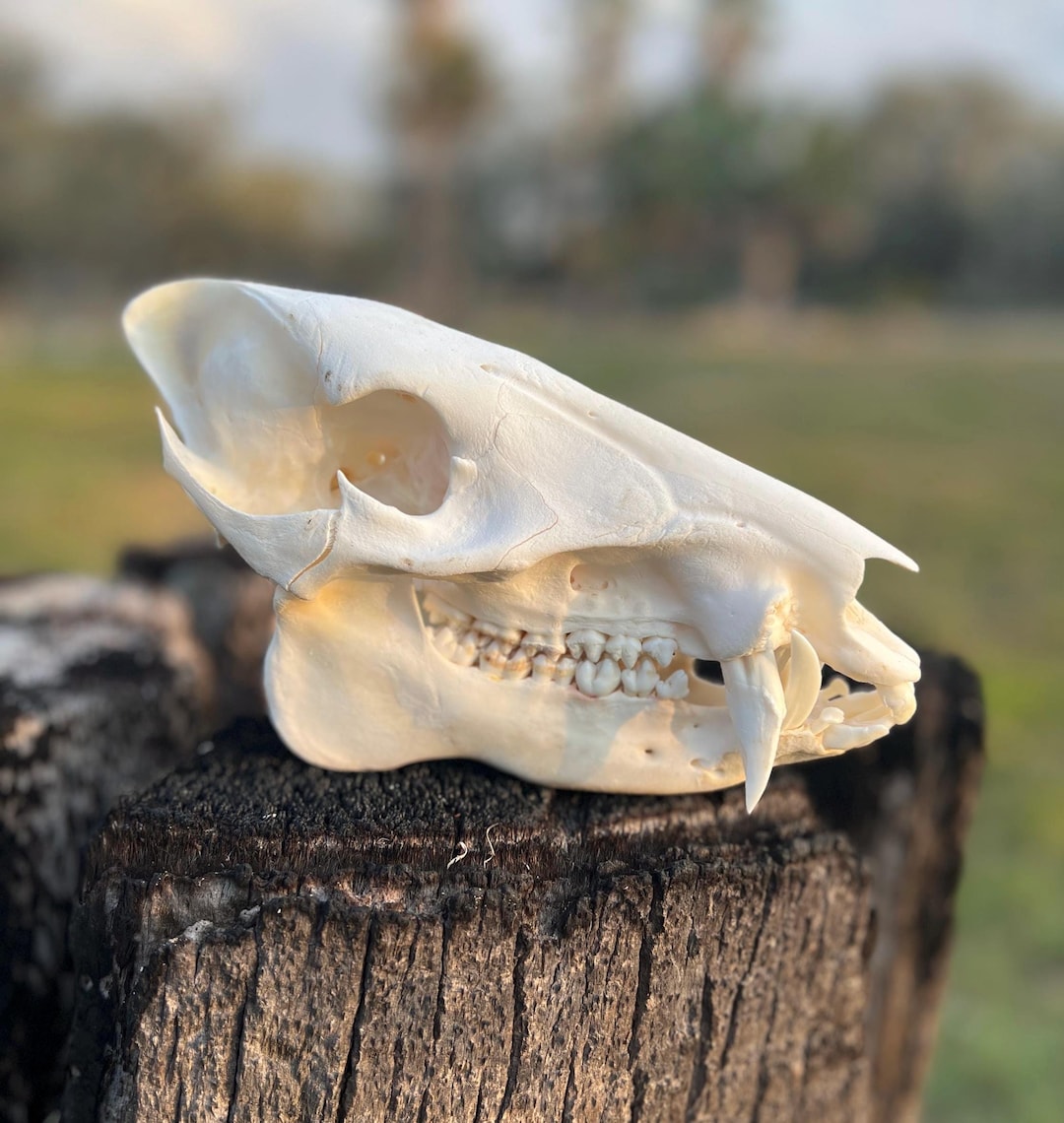 Wild Javelina Skull, Animal Bone - Etsy
