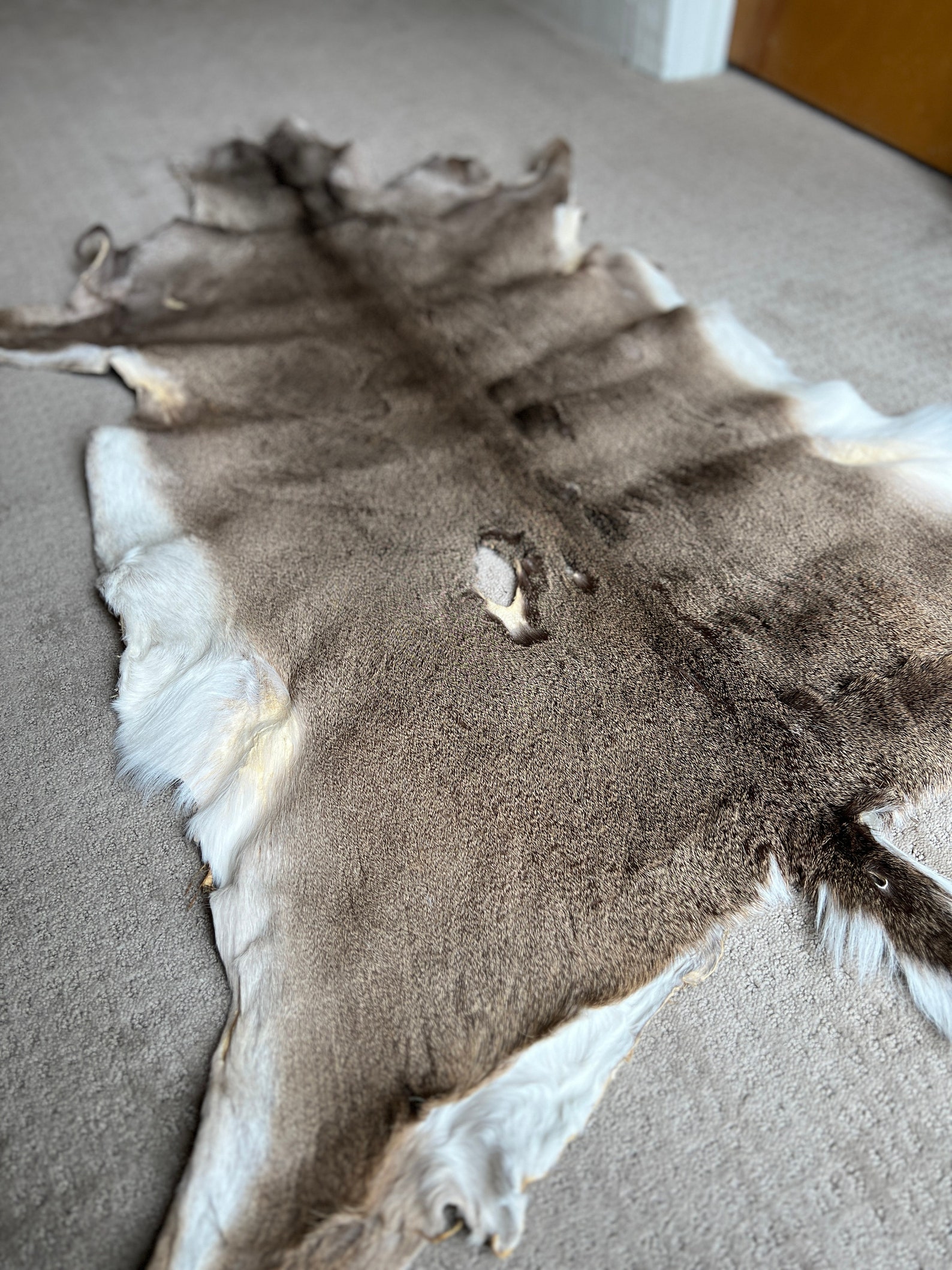Tanned Whitetail Deer Hide, Native and Wild - Etsy