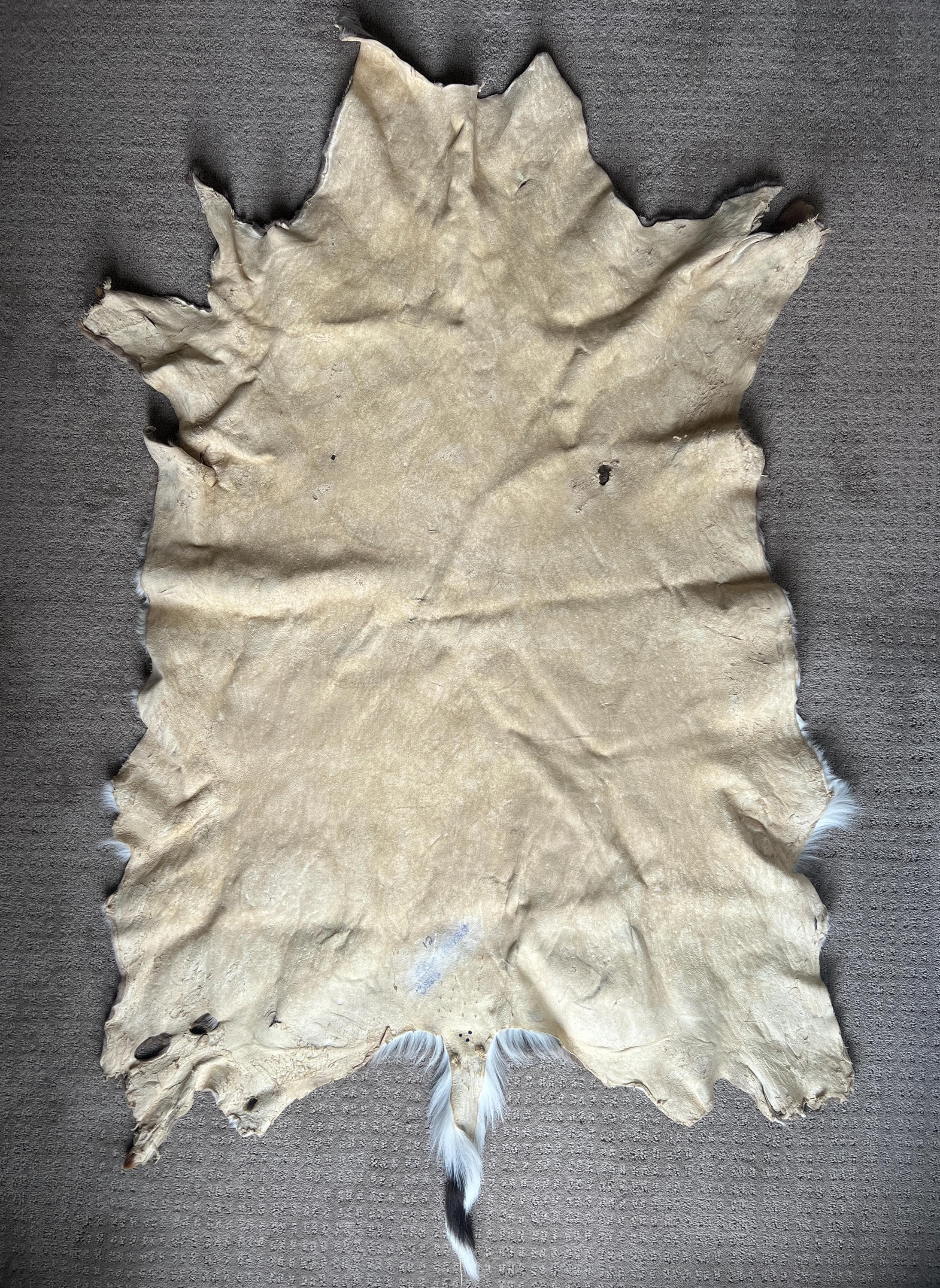 Tanned Whitetail Deer Hide, Native and Wild - Etsy
