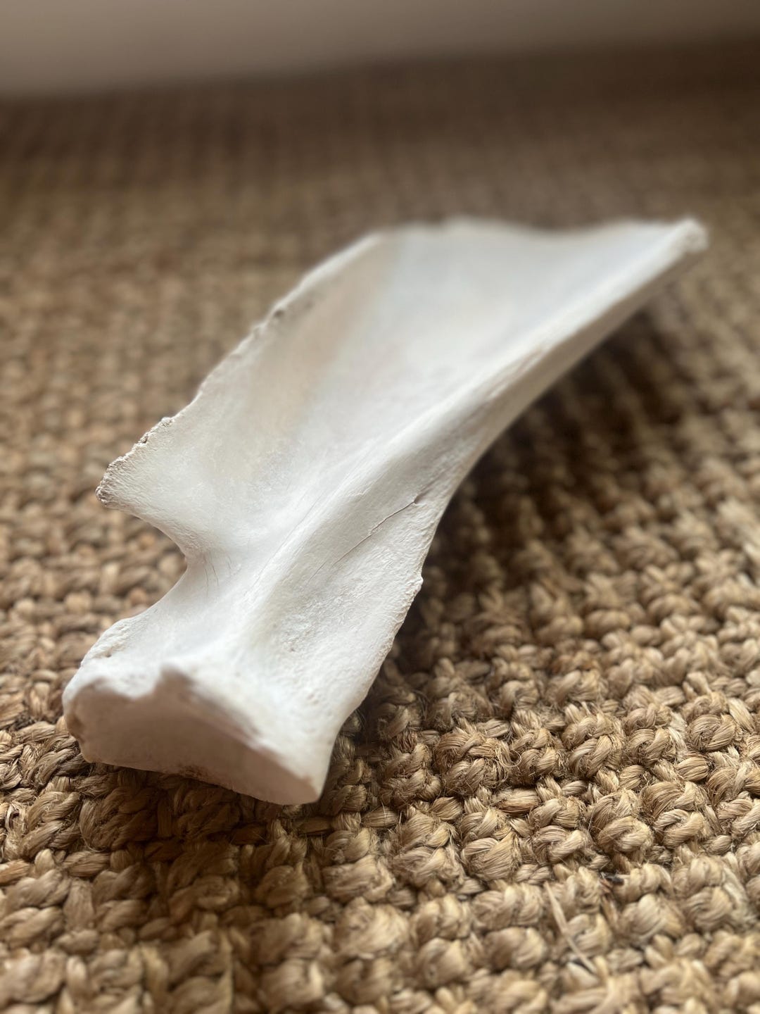 Cow Scapula, Animal Bone - Etsy