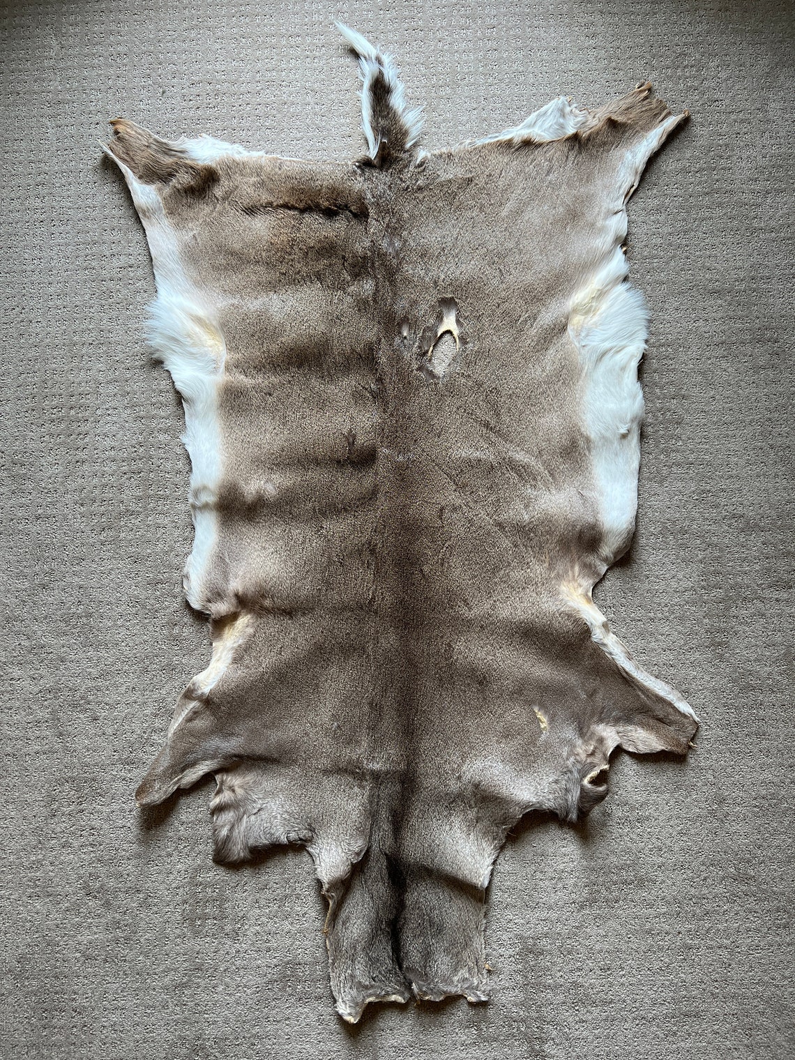 Tanned Whitetail Deer Hide, Native and Wild - Etsy