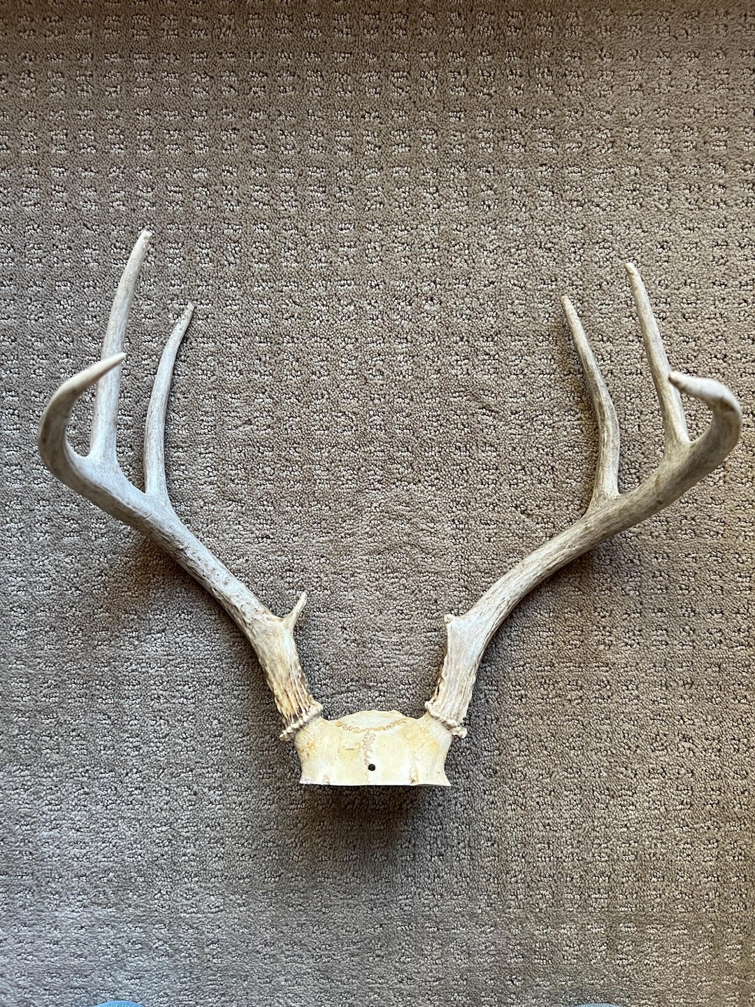 Buck Whitetail Deer Antlers, Animal Bone - Etsy