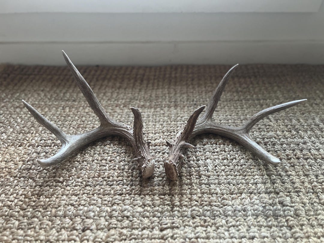 White-tailed Deer Antlers, Animal Bone - Etsy