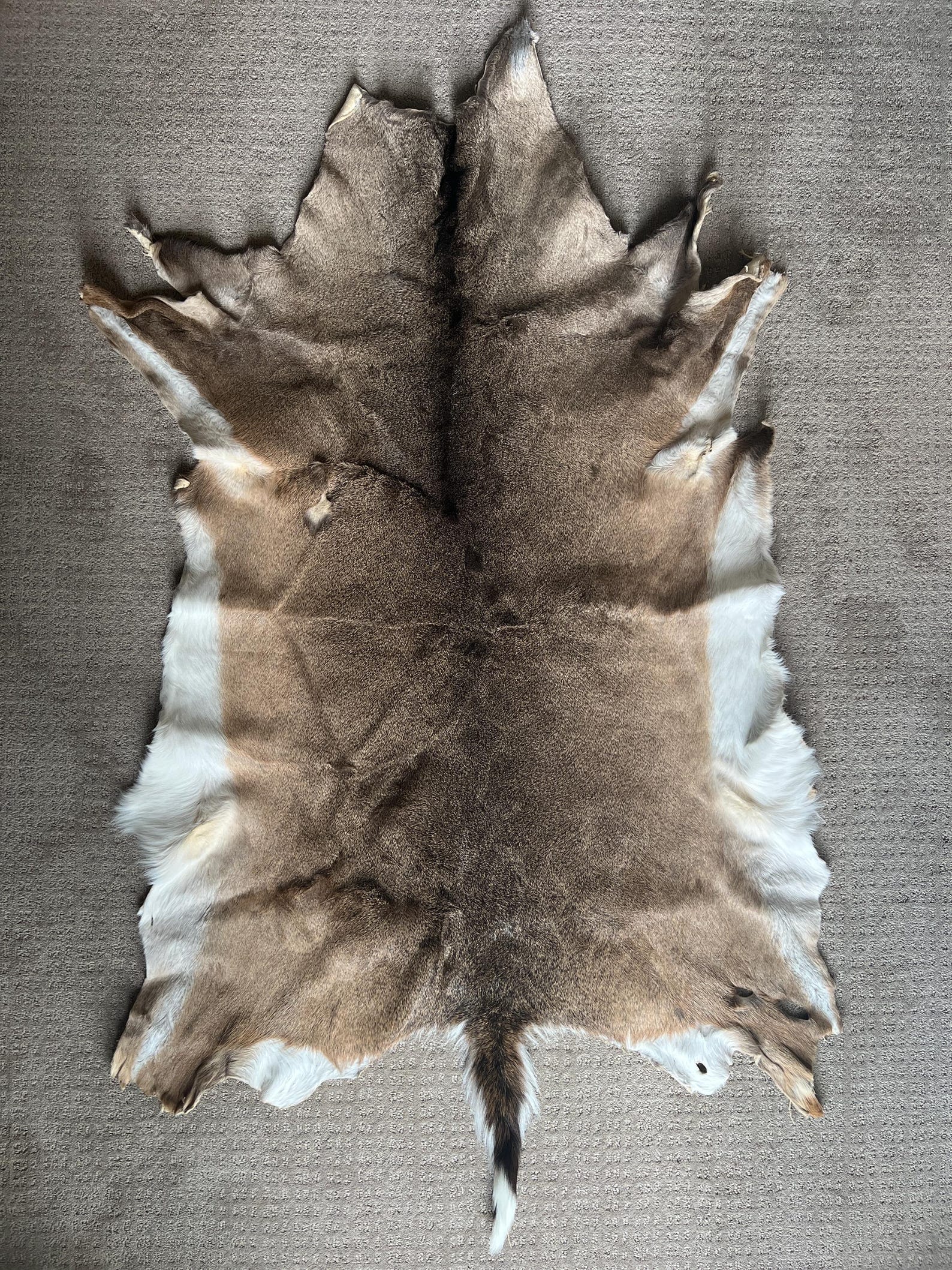 Tanned Whitetail Deer Hide, Native and Wild - Etsy