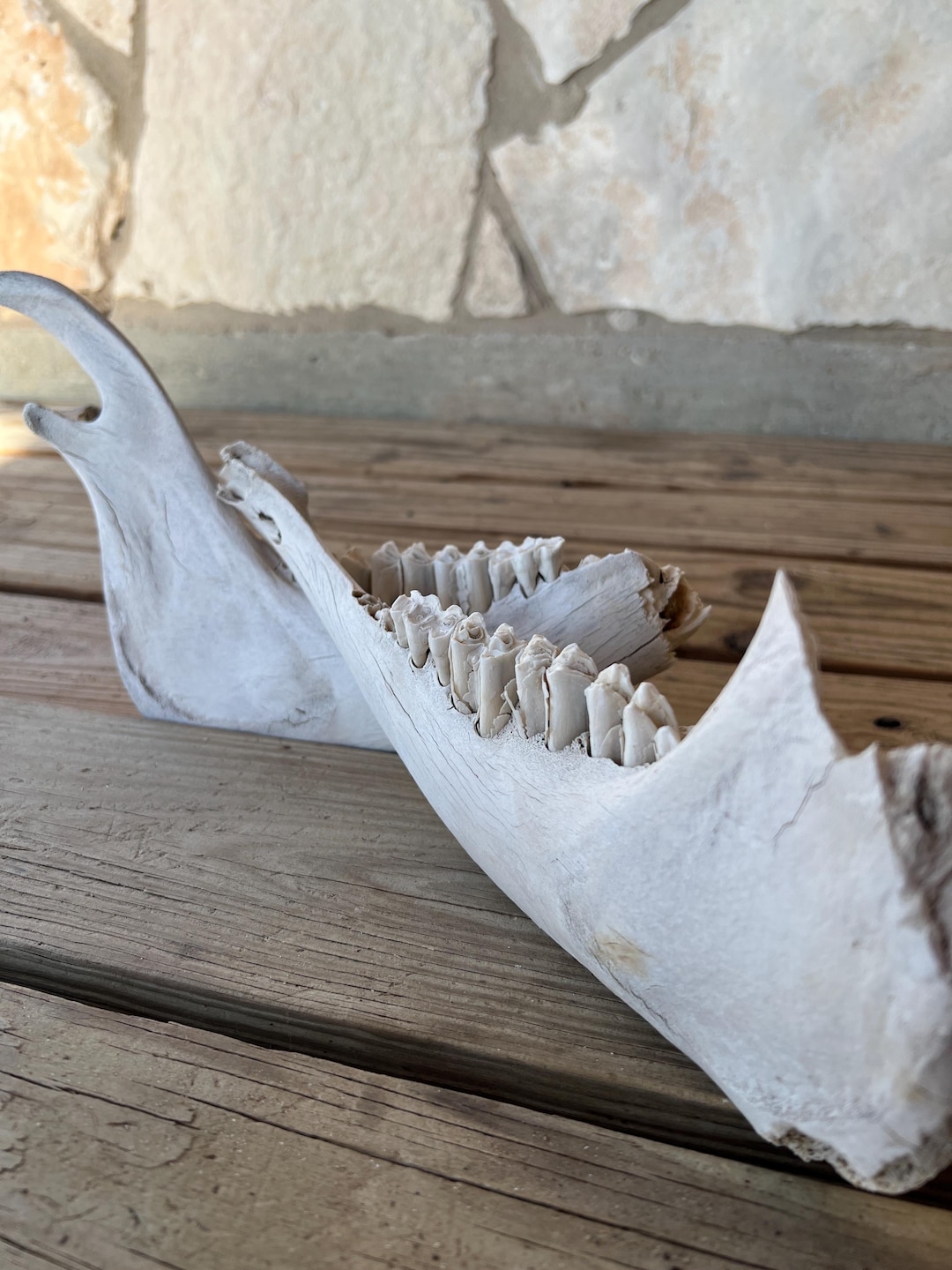 Cow Jaw Bones, Animal Bone - Etsy