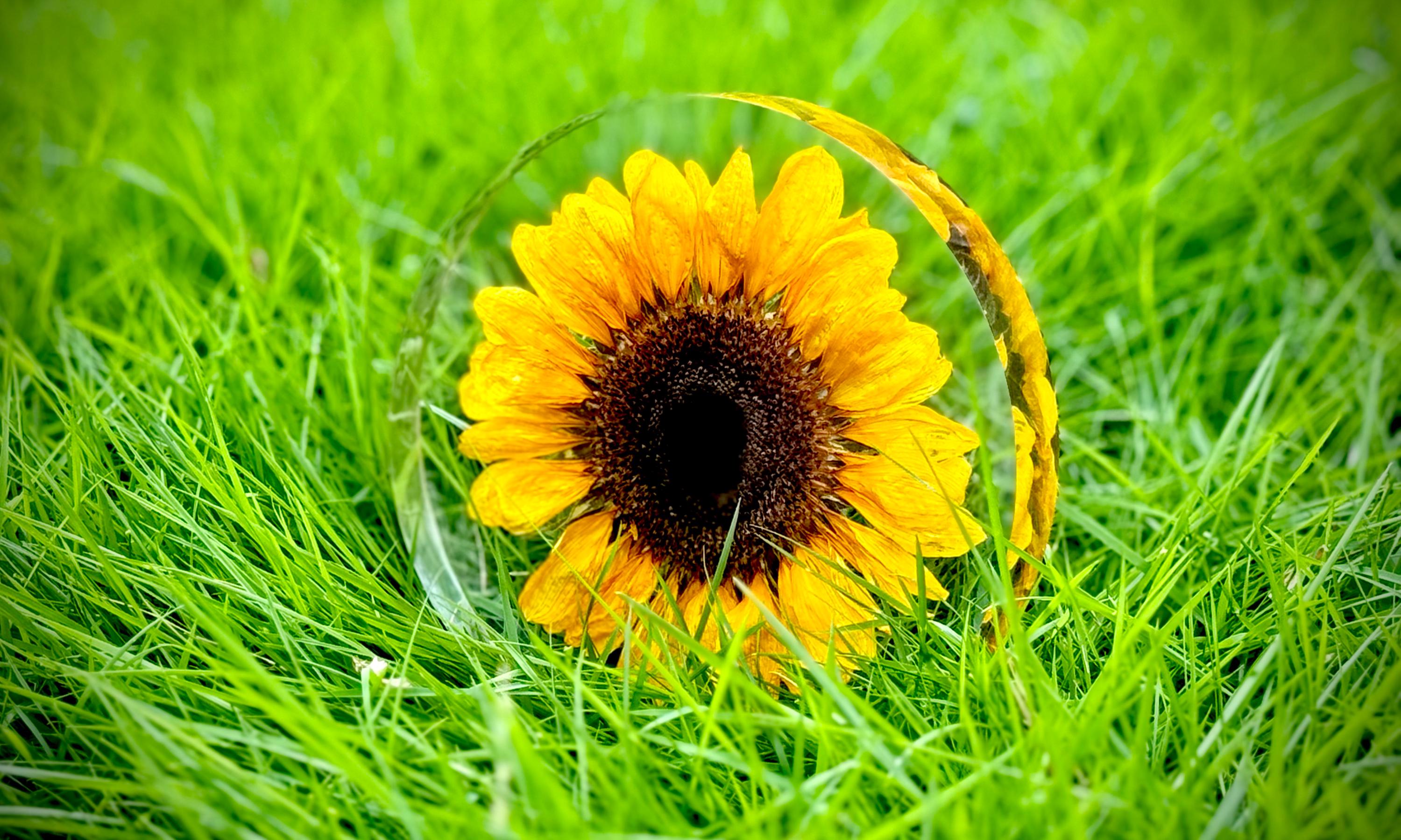 Real Sunflower Block, Resin Paperweight, Sunflower Night Light ...