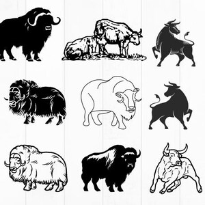 Musk Ox Svg Bundle, Musk Ox Svg, Musk Ox Clipart, Musk Ox Head Svg, Cow ...