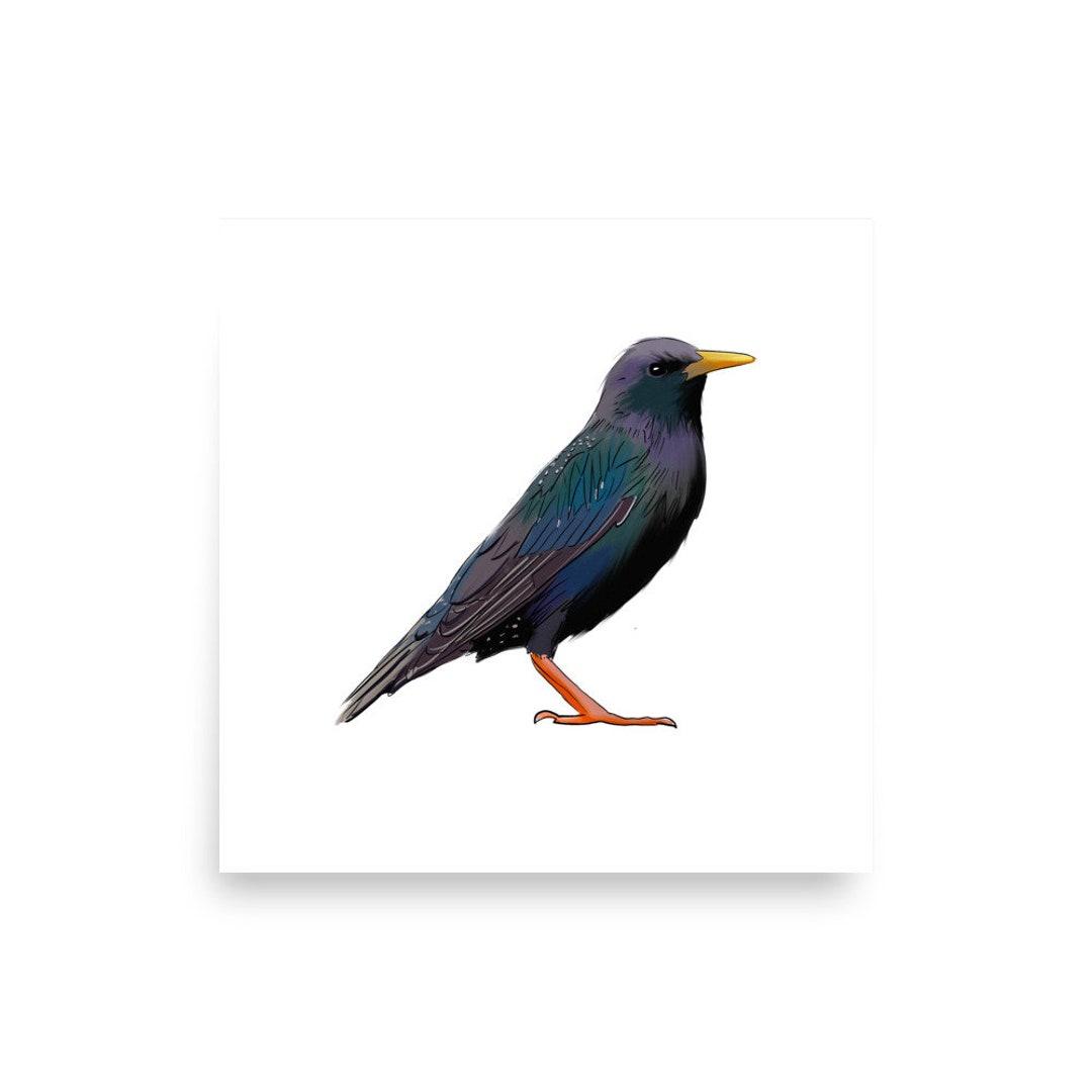 European Starling Art Print | Bird Illustration | Living Room Decor ...