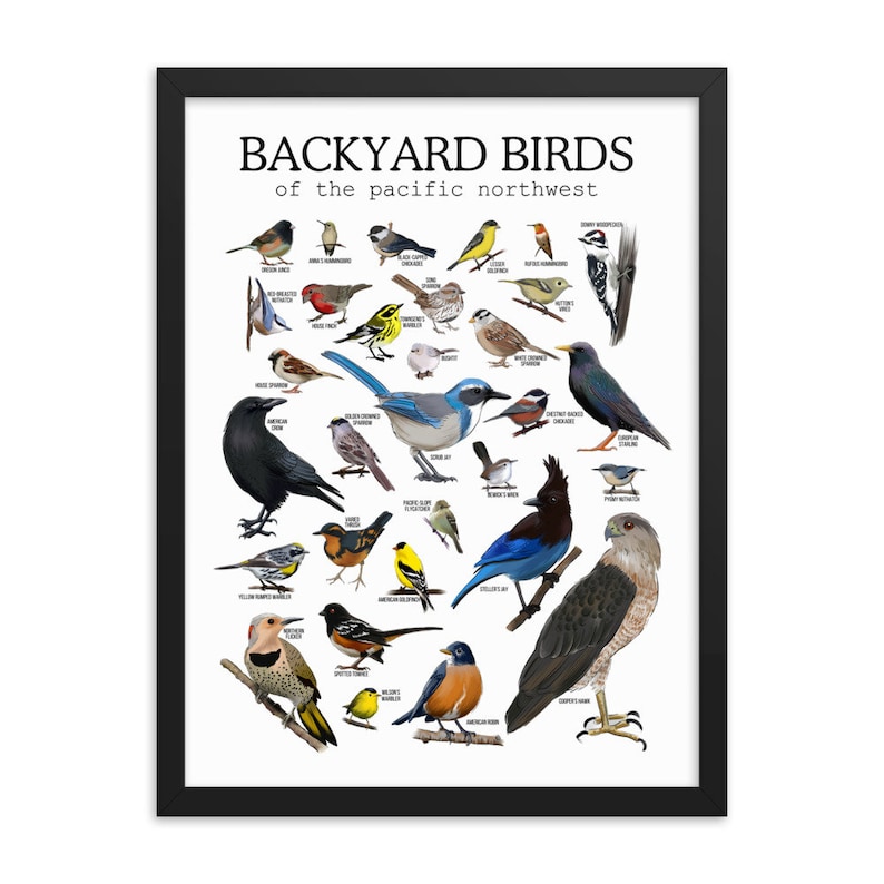 Framed Backyard Birds of the Pacific Northwest Artwork | Bird Chart ...