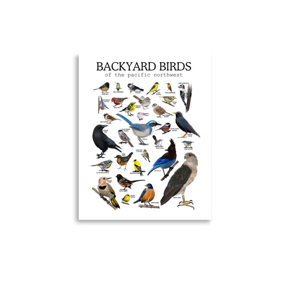 Backyard Birds of the Pacific Northwest Art Print | Bird Chart | PNW ...