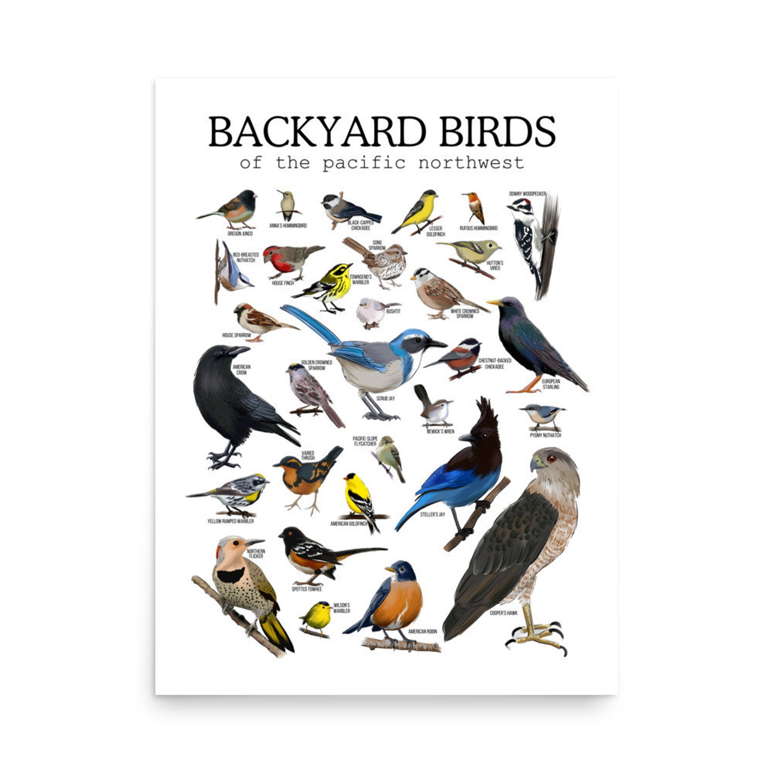 Backyard Birds of the Pacific Northwest Art Print | Bird Chart | PNW ...