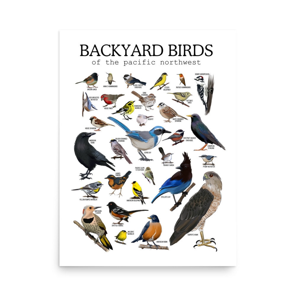 Backyard Birds of the Pacific Northwest Art Print | Bird Chart | PNW ...