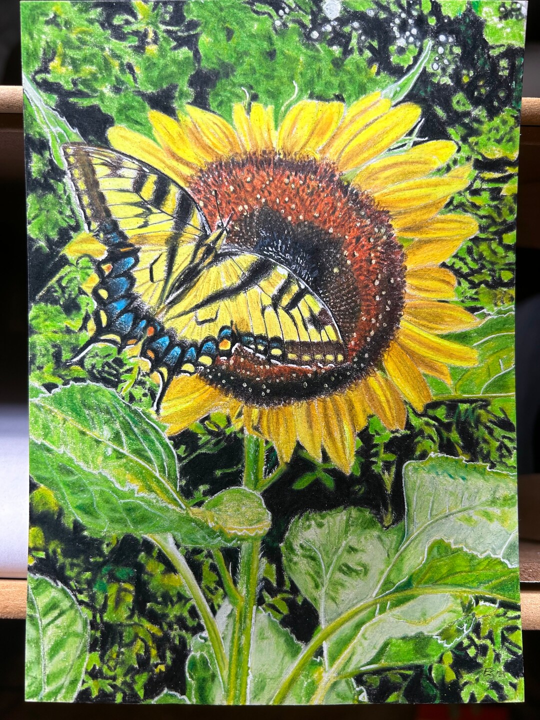 Butterfly Study- Original Drawing - Etsy