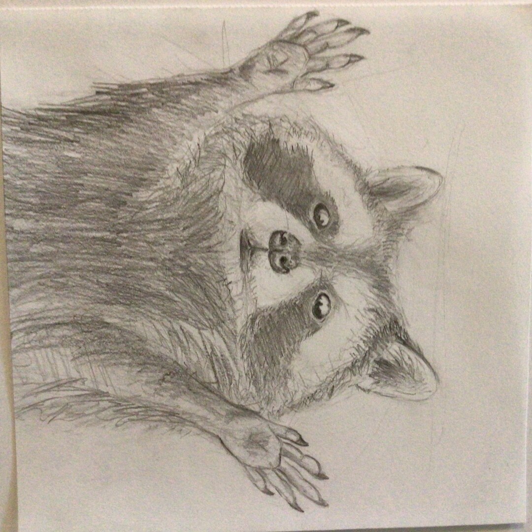 Raccoon Sketches - Etsy