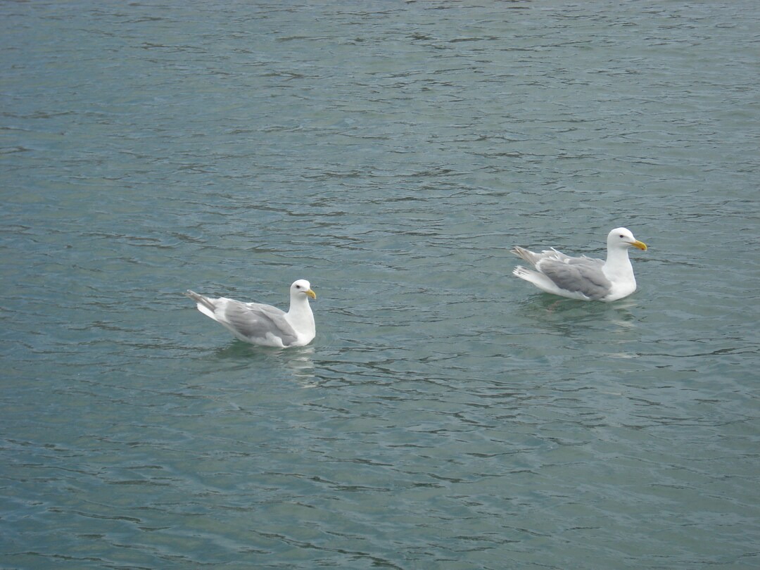Scenic Seattle Seagulls Swimming on the Bay, Digital Photograph JPG ...