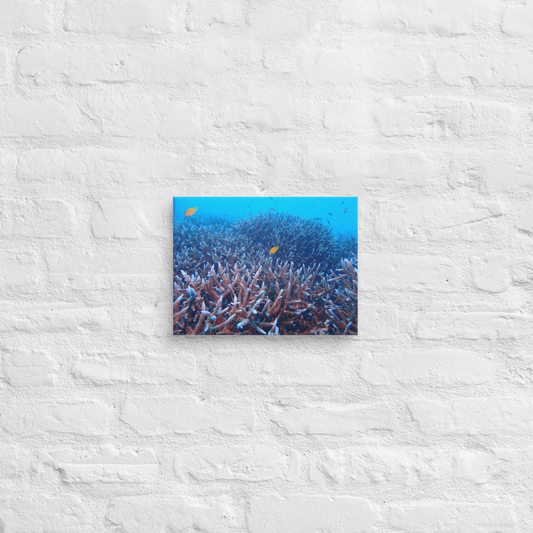 Acropora Wide Angle Canvas - Etsy