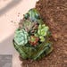 Leopard Frog Succulent Planter Unique Succulent Planter Frog Lover ...