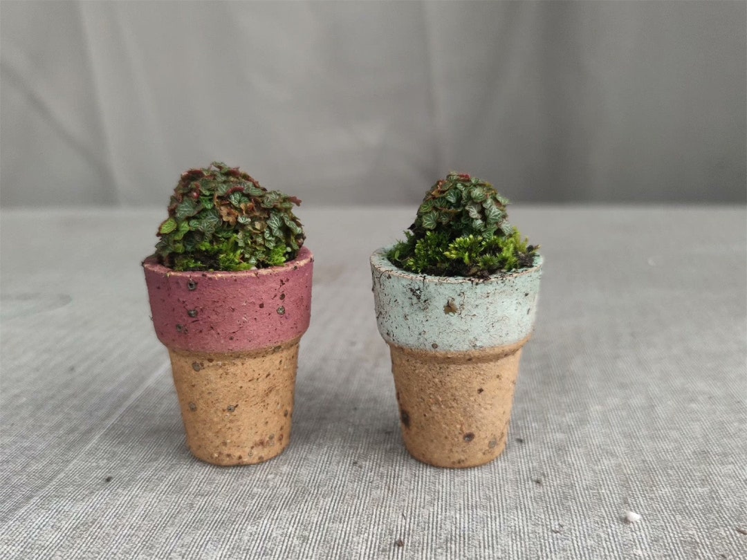 Mini Potted Plant Duo Set Two-piece Desktop Succulent Decor Cute and ...
