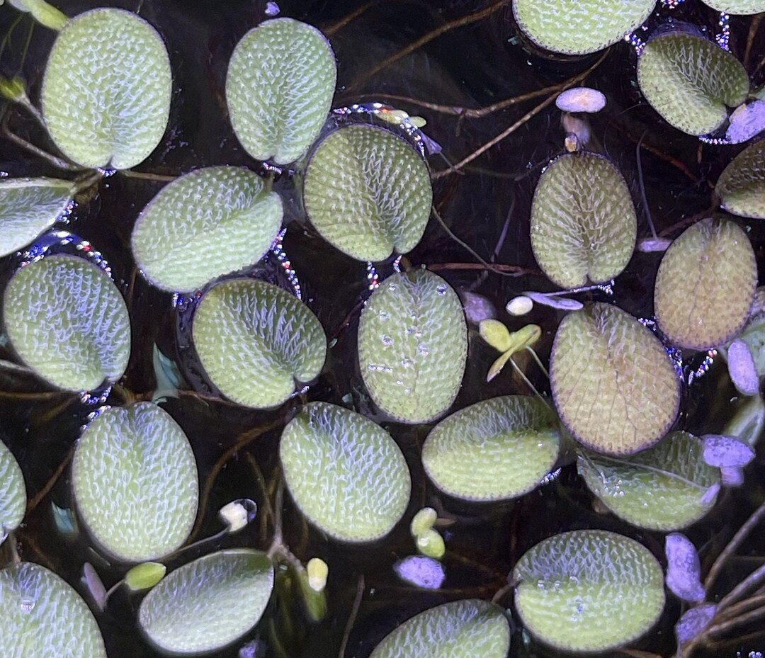 Water Spangles (salvinia Minima) - Etsy