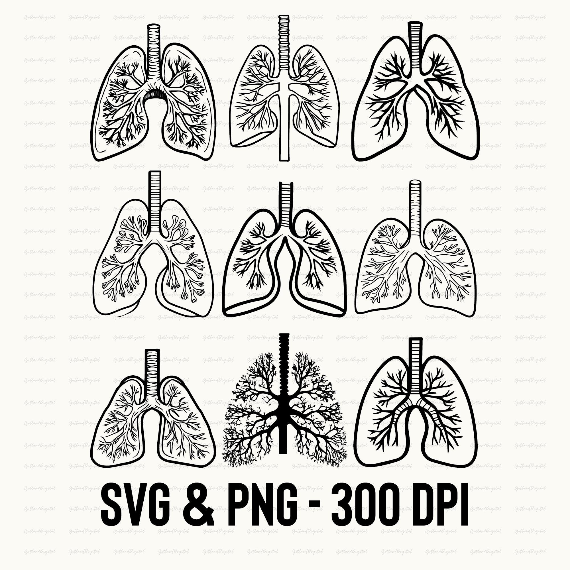 Human Lung Svg Bundle, Human Lung Silhouette, Human Lung Clipart, Human ...