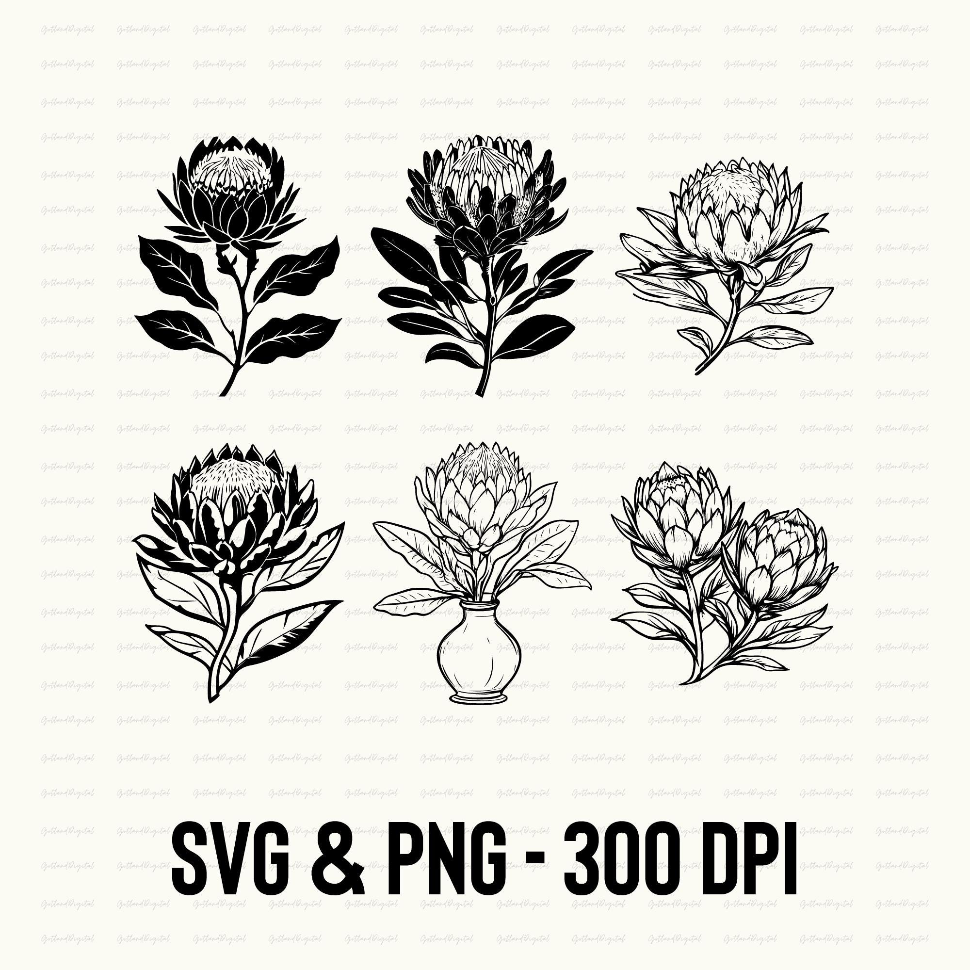 Protea Flower SVG PNG Bundle: Floral Clipart, Cut Files - Etsy