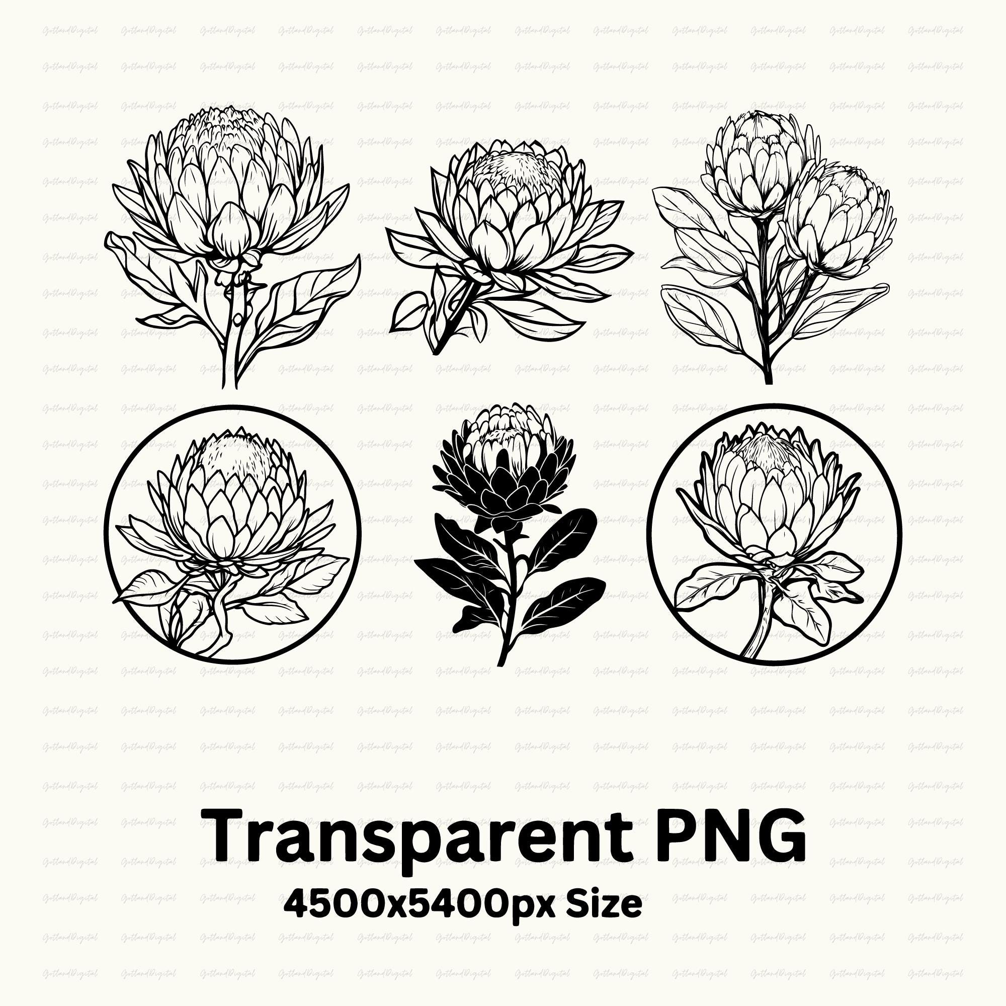 Protea Flower SVG PNG Bundle: Floral Clipart, Cut Files - Etsy