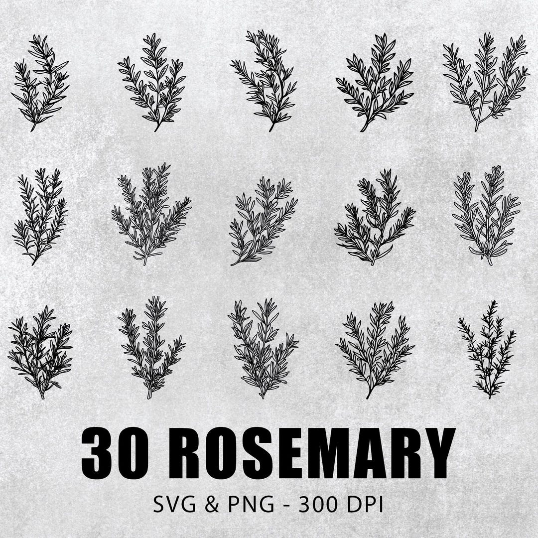 Rosemary Clipart: Floral Silhouette Vector (SVG, PNG) - Etsy